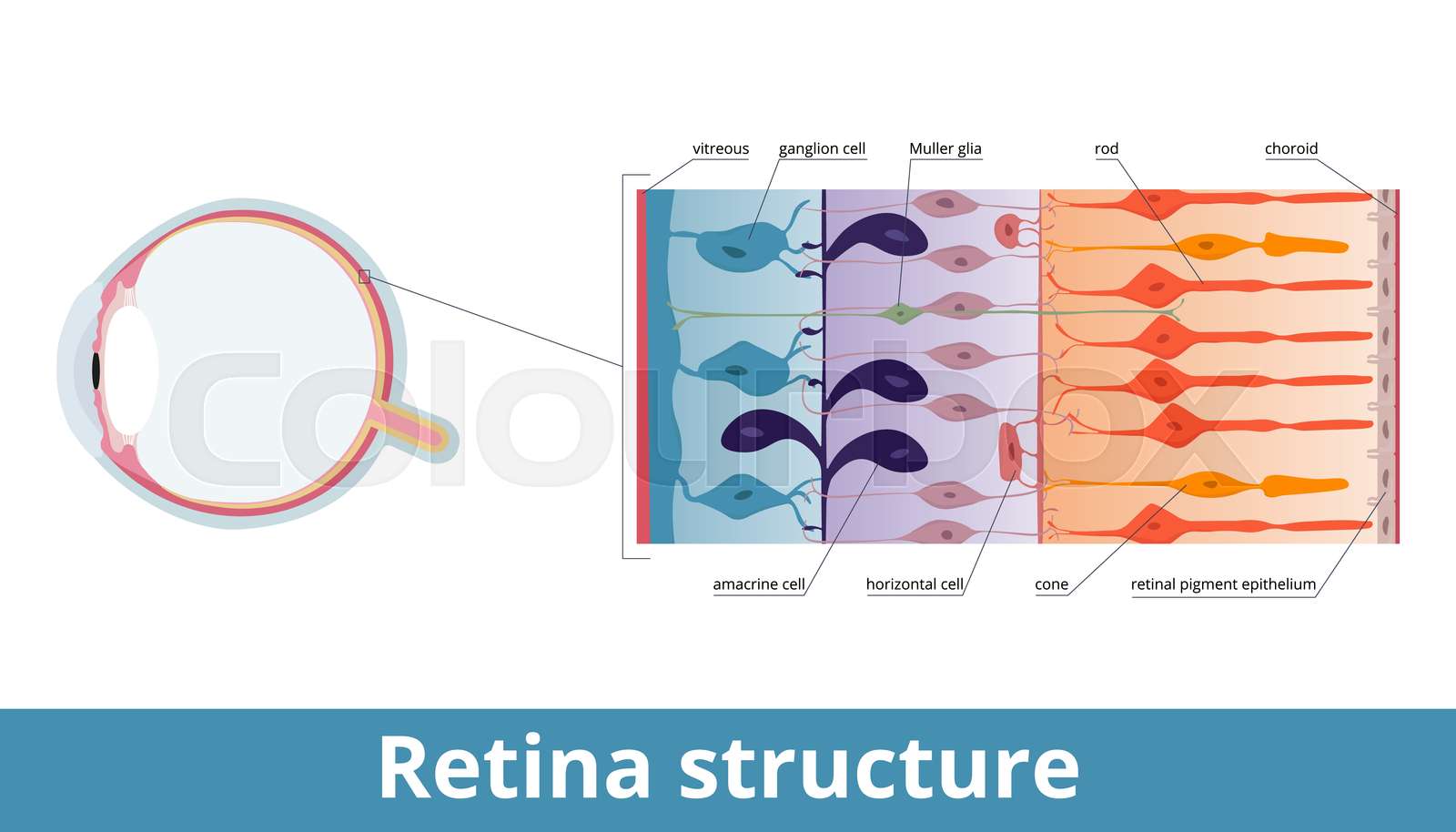 Retinal Structure