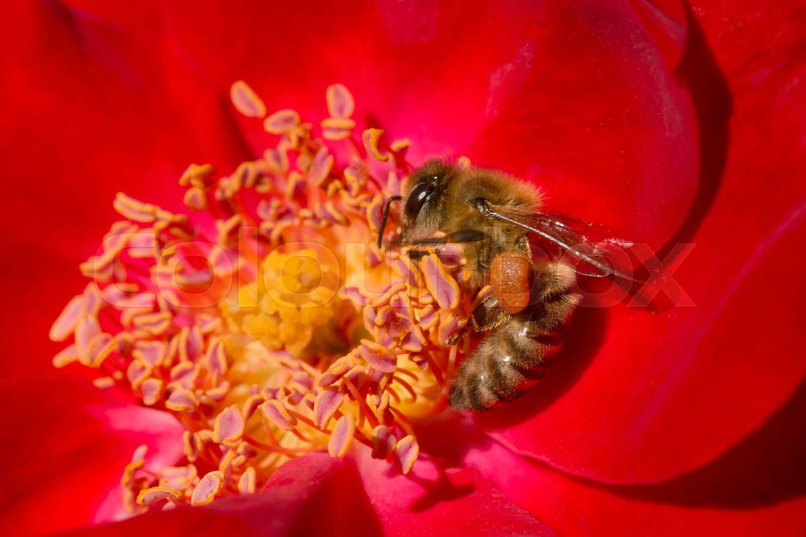 bee gathering pollen inside red rose | Stock image | Colourbox