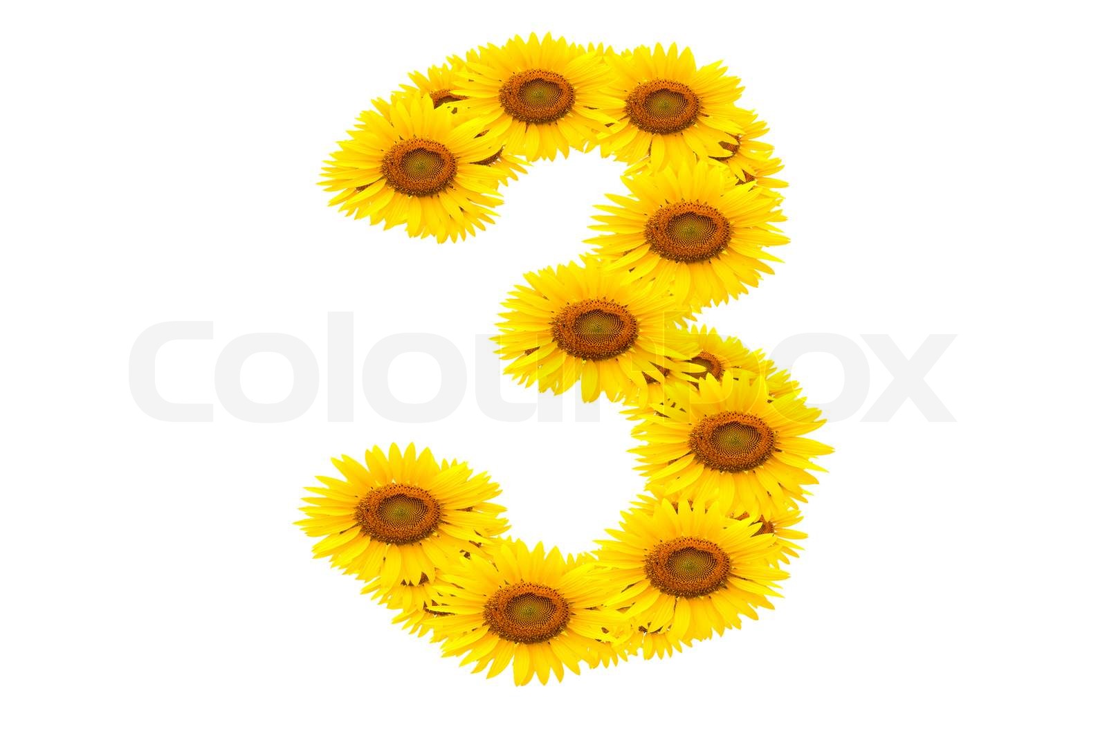 Number 3,Sunflower isolate on White background | Stock image | Colourbox
