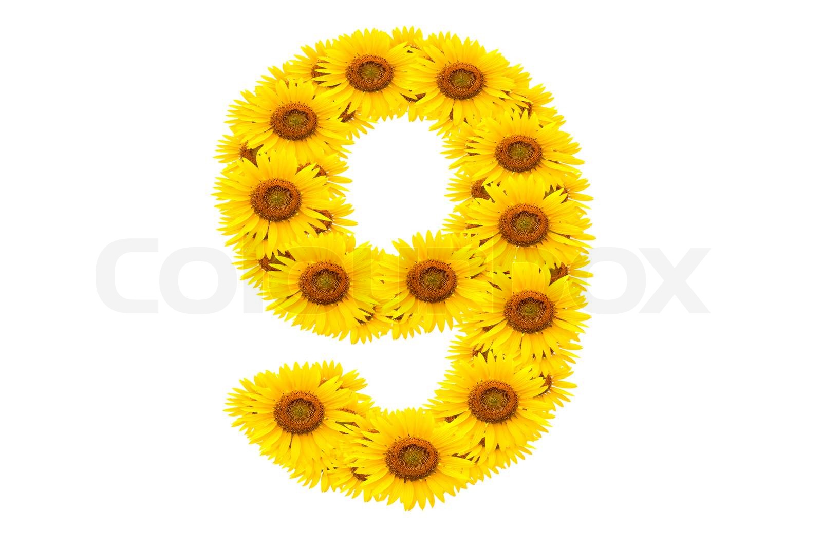 Number 9,Sunflower isolate on White background | Stock image | Colourbox