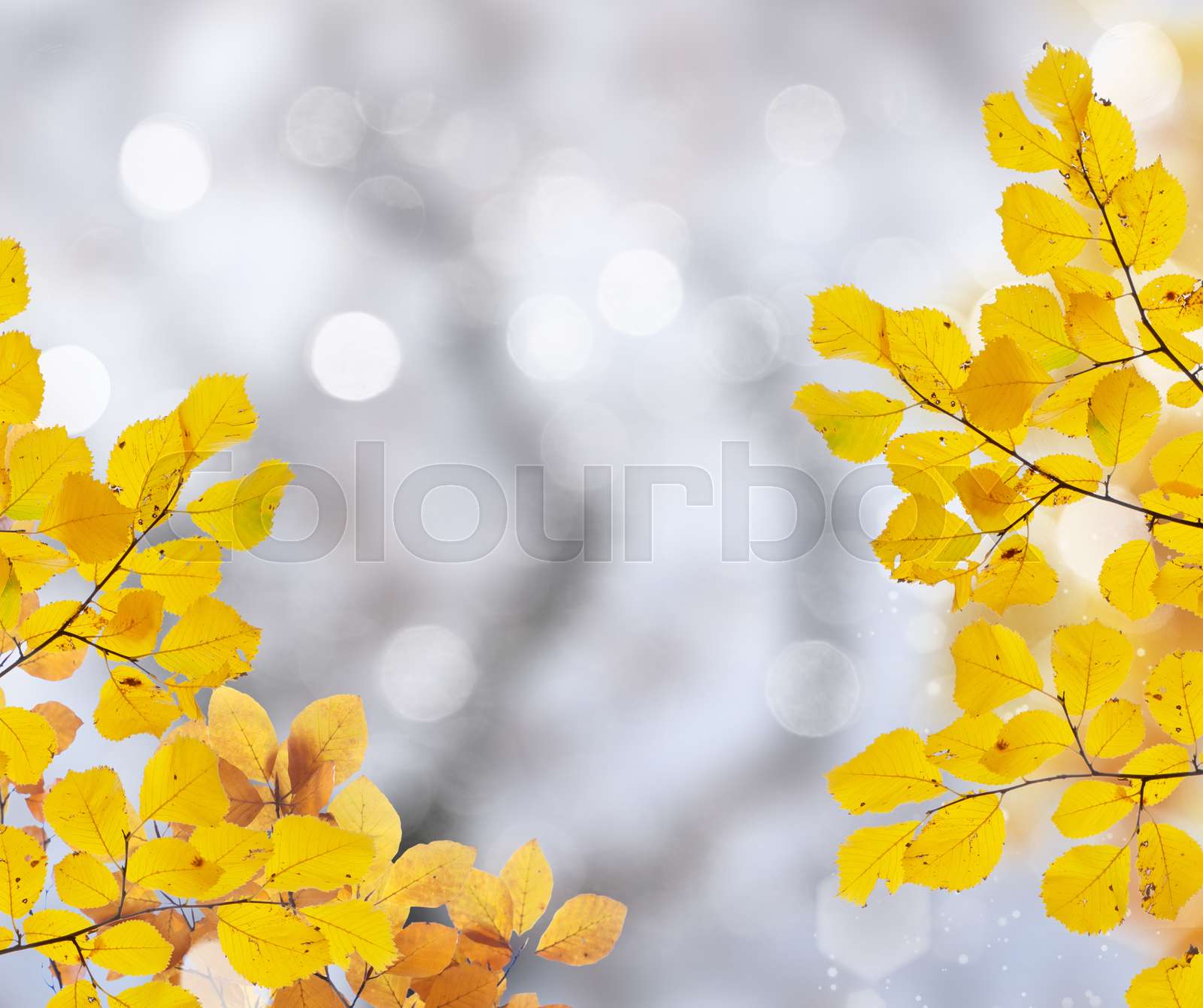 herbst, neblig, garten | Stock Bild | Colourbox