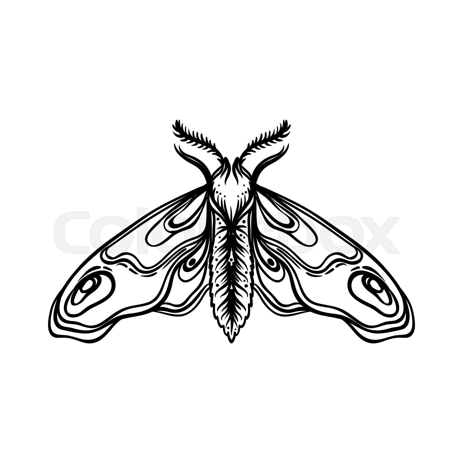 Black And White Decorative Vector Illustration Of Moth Isolated On White Tattoo Design