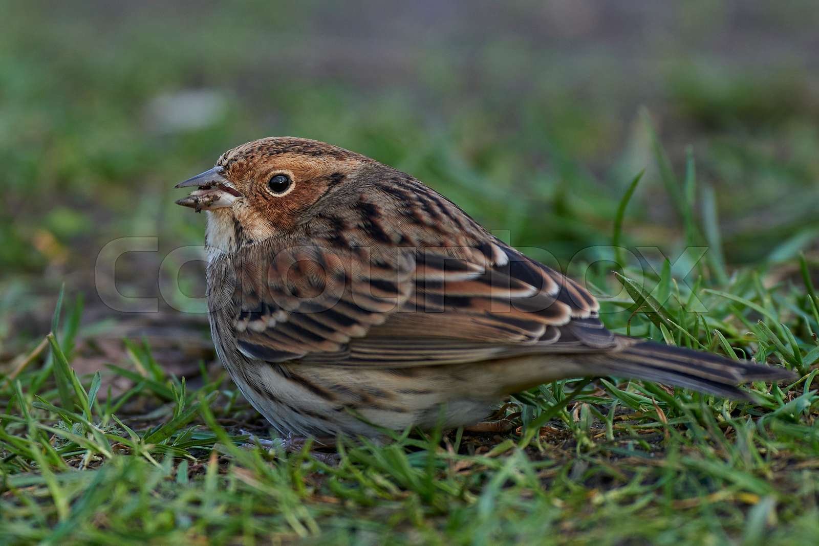 Little bunting (Emberiza pusilla) | Stock image | Colourbox
