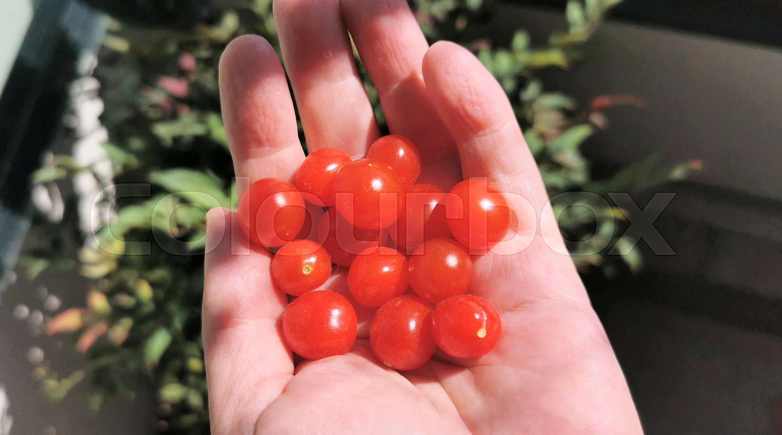 Håndfuld små røde modne mini tomater hjemmedyrket på altan | Stock foto ...