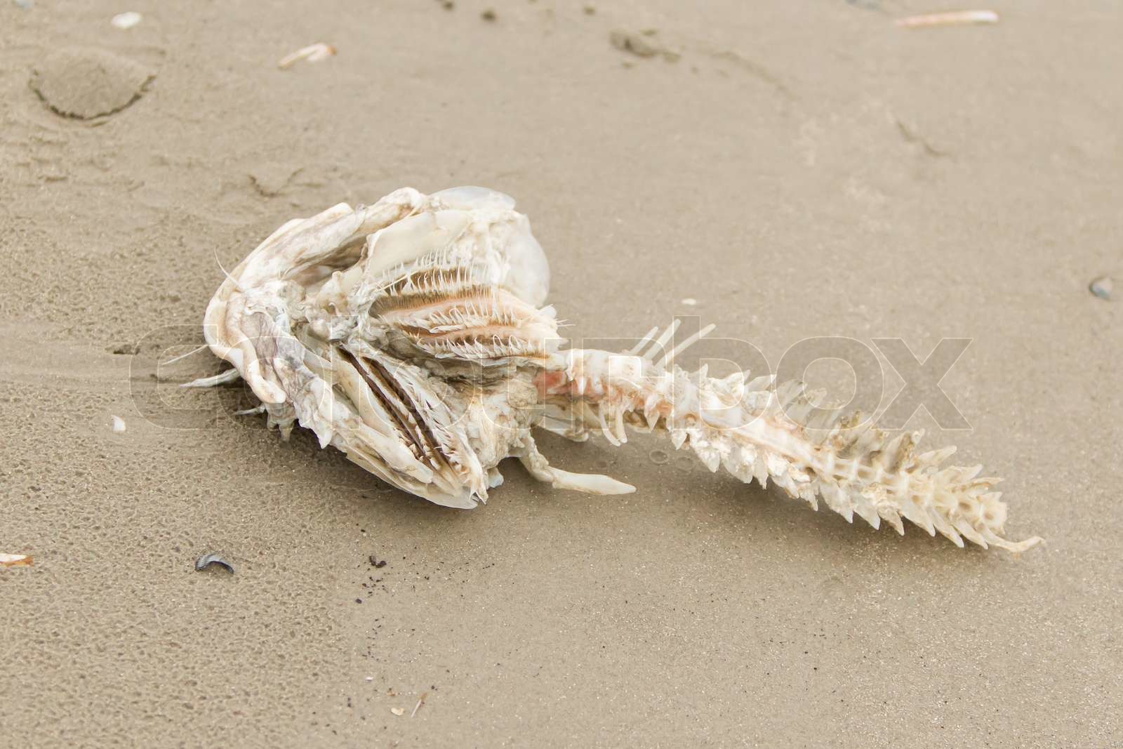 Decomposing dead fish carcass | Stock image | Colourbox