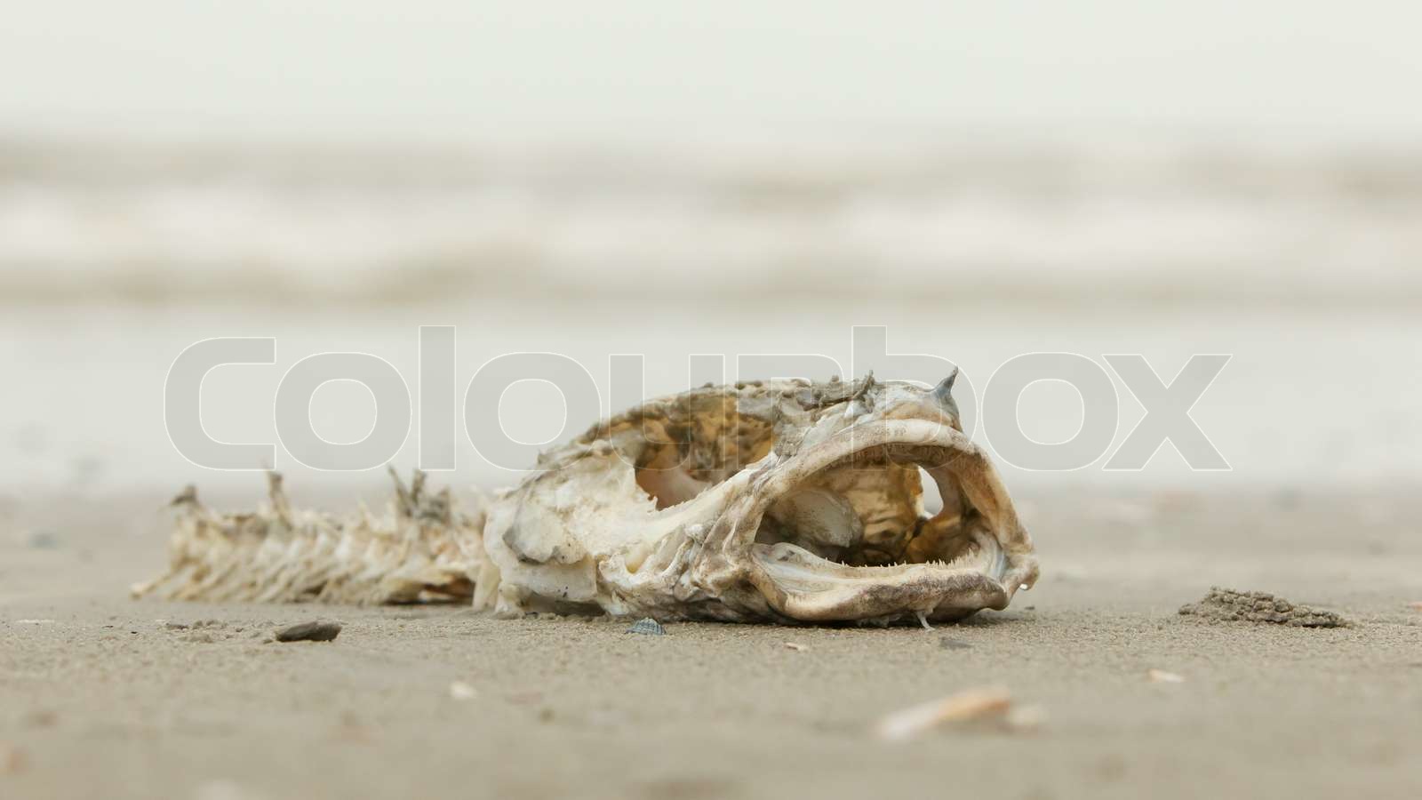 Decomposing dead fish carcass | Stock image | Colourbox