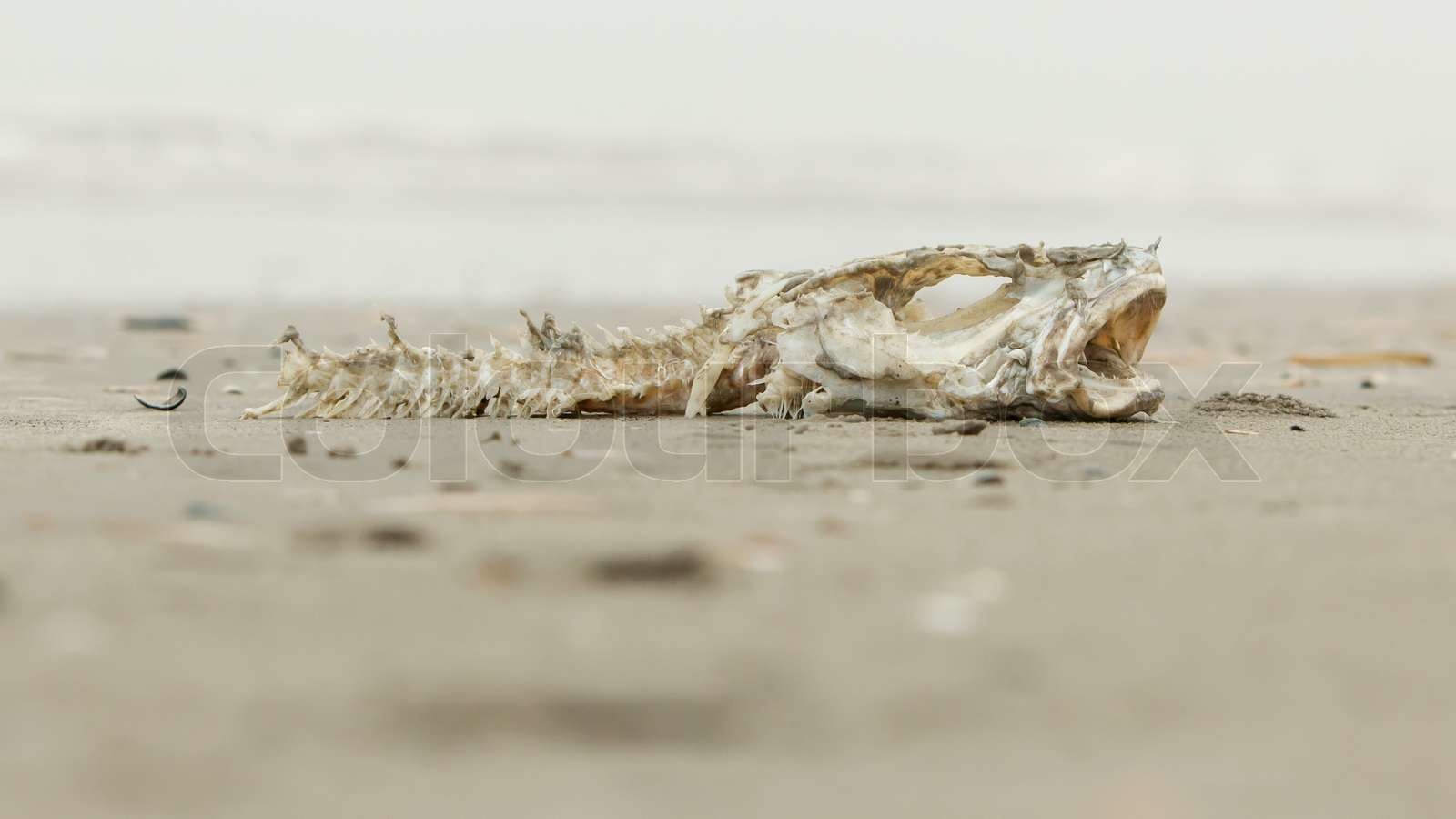 Decomposing dead fish carcass | Stock image | Colourbox