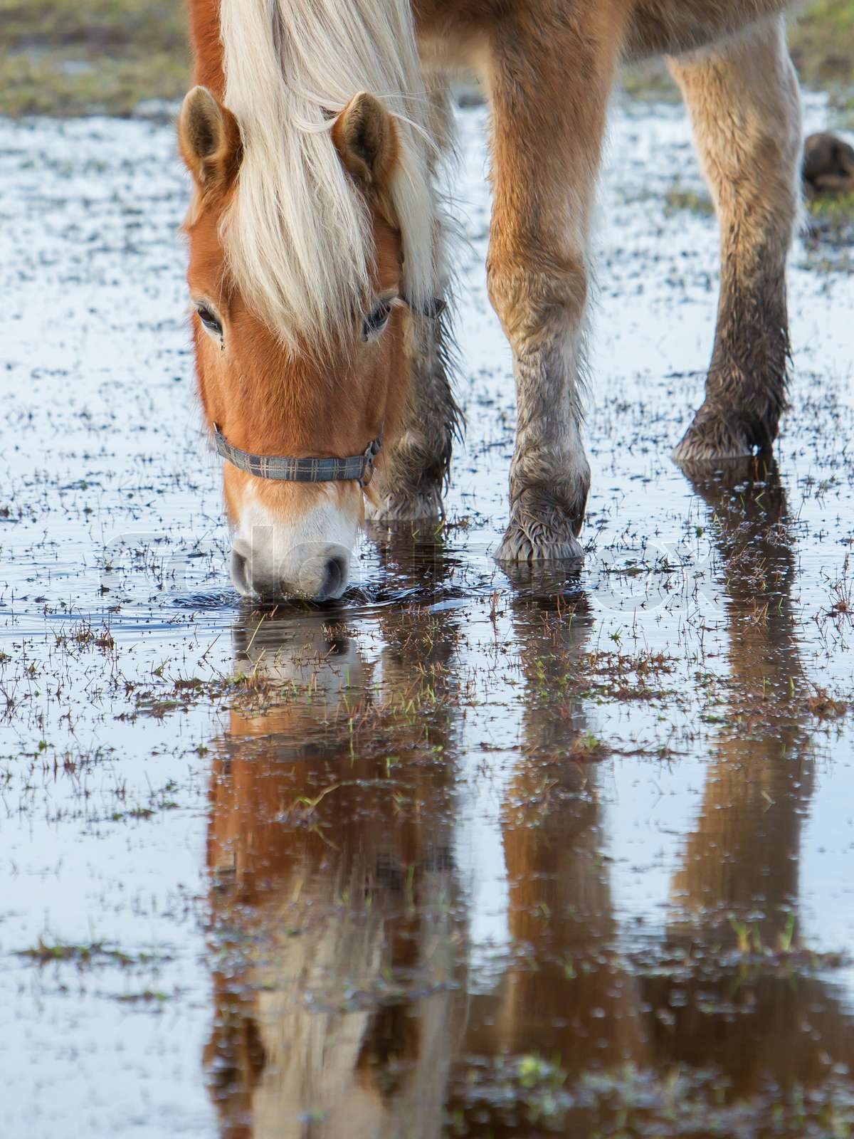 Pferd stehend in einem Pool nach Tagen regnet | Stock Bild | Colourbox