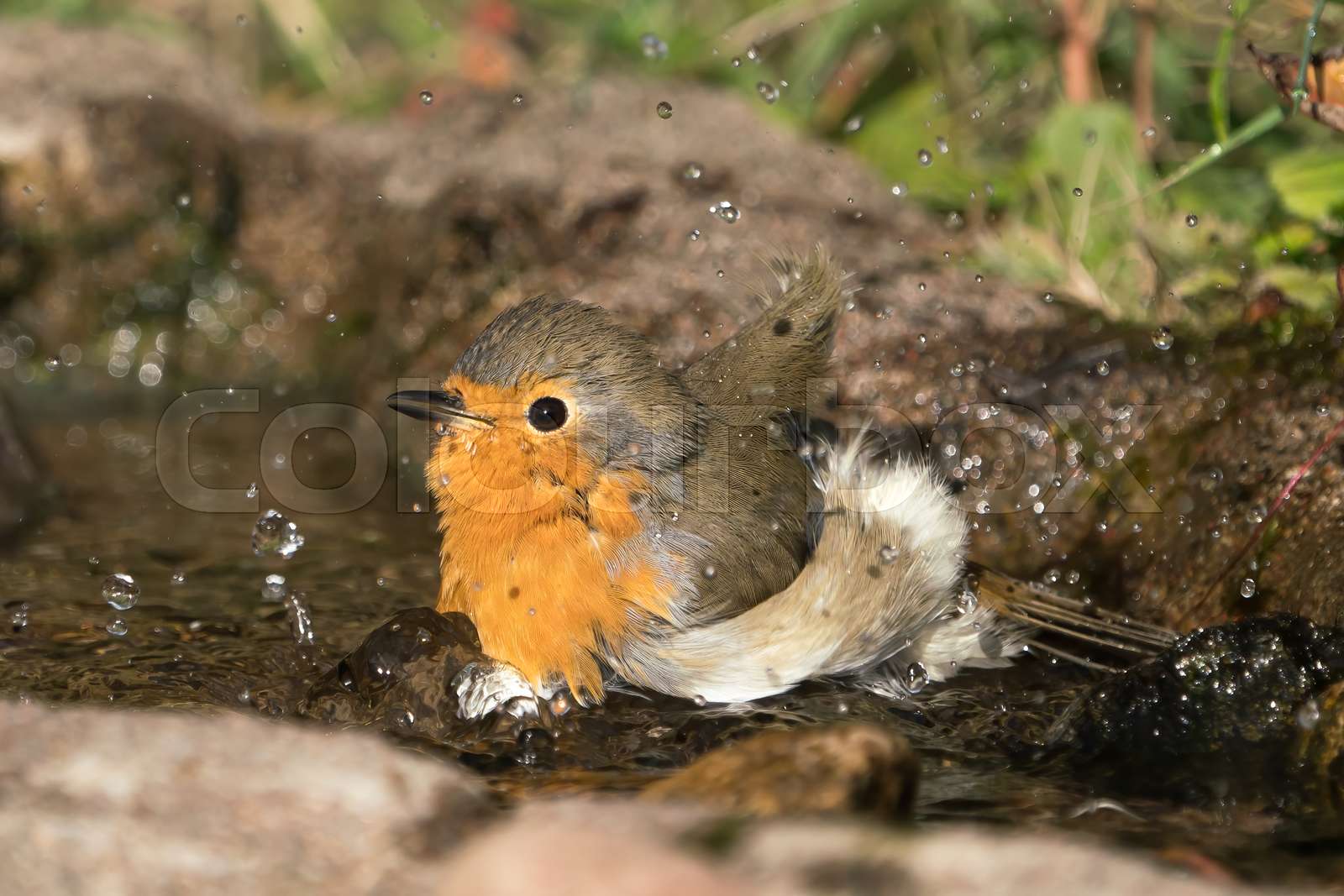 Red robin bathing | Stock image | Colourbox