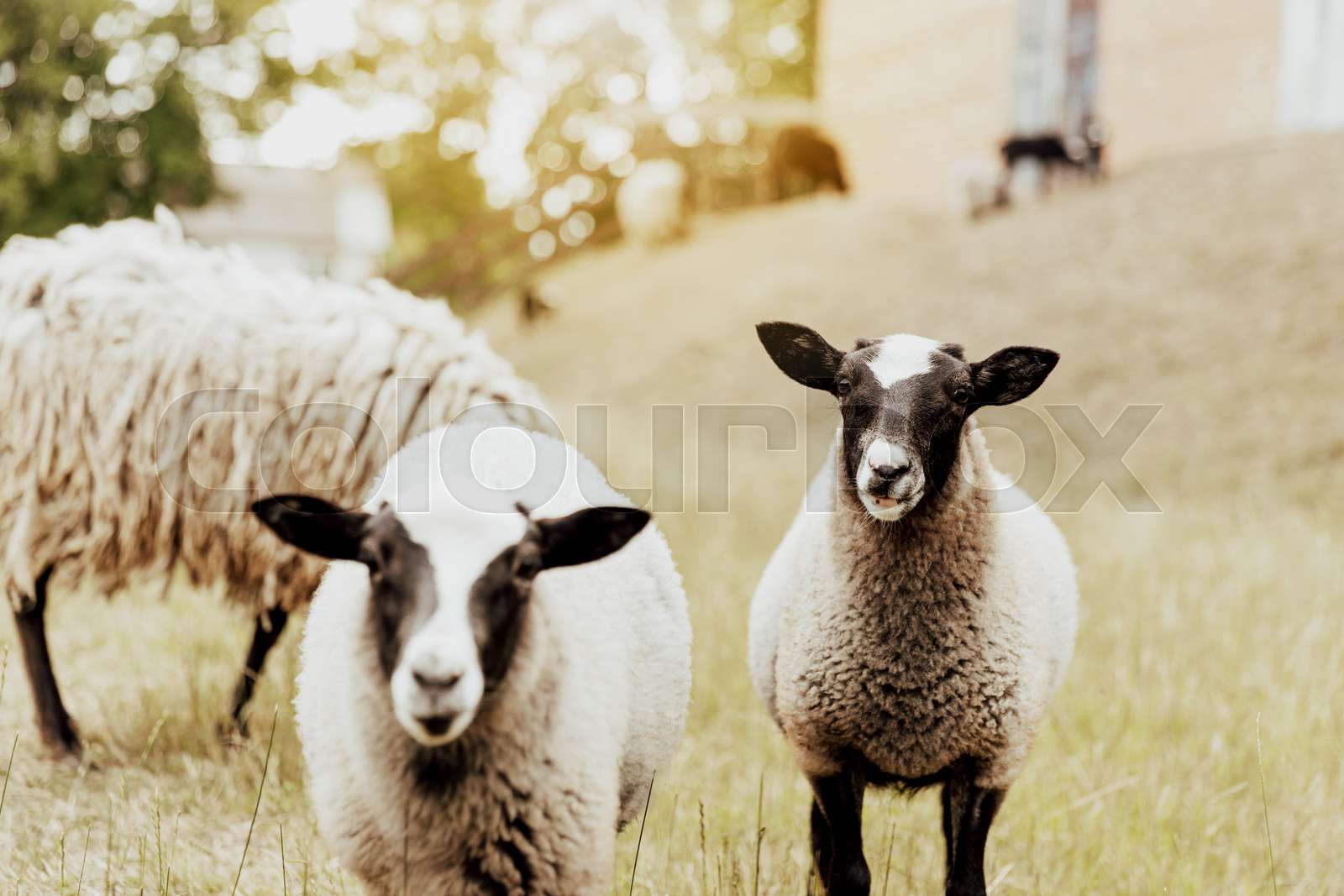 Group of Suffolk British sheep in farm. Portrait of sheep looking at camera | Stock image ...