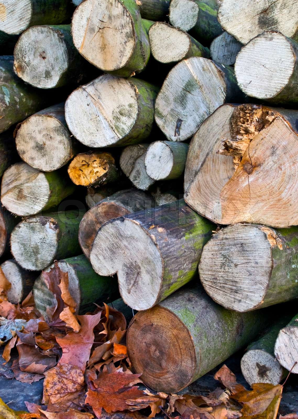 several cut tree trunks laying on the floor | Stock image | Colourbox