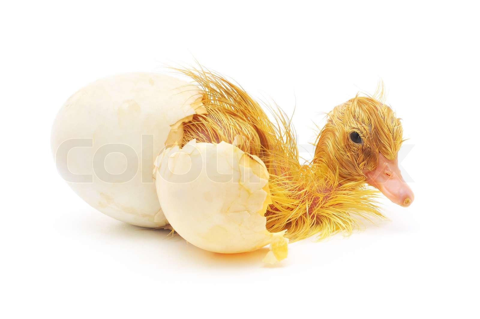 duckling | Stock image | Colourbox