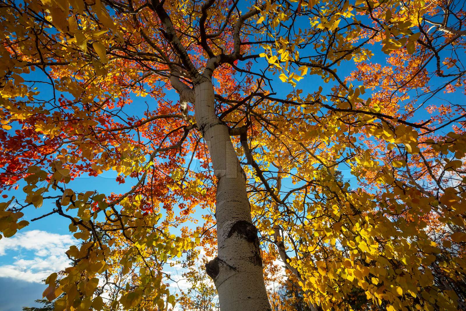 Autumn tree | Stock image | Colourbox
