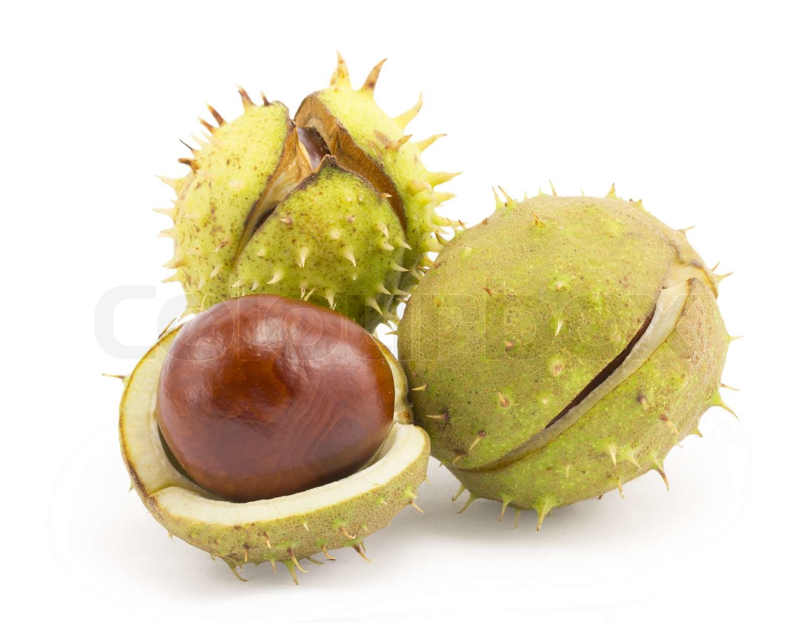 Kastanie | Stock Bild | Colourbox