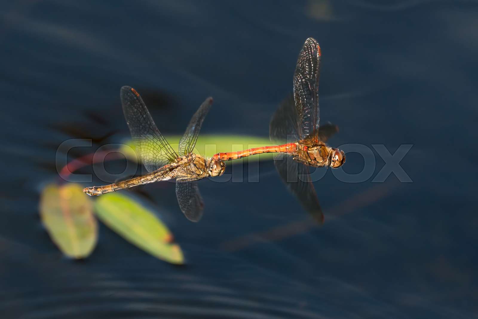 Flying mating dragonflies | Stock image | Colourbox