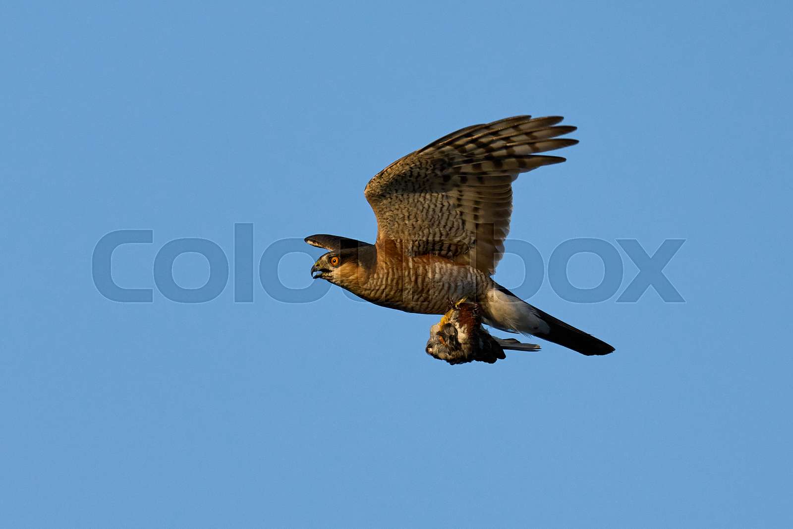 Eurasian sparrowhawk (Accipiter nisus) | Stock image | Colourbox