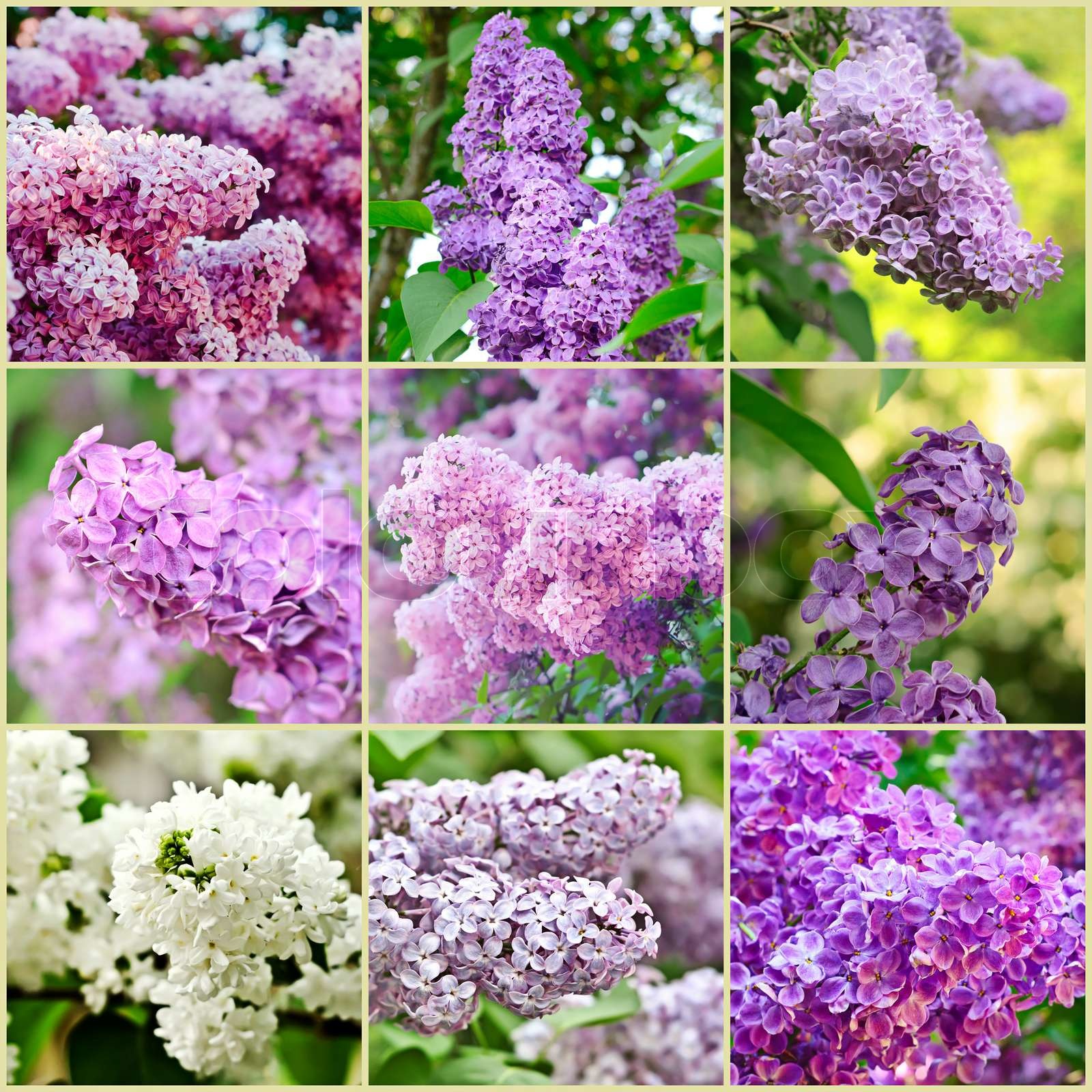 Lilac collage | Stock image | Colourbox