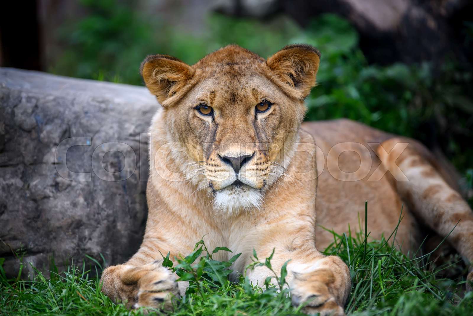 Close up female lion portrait. Wildlife scene from nature | Stock image ...