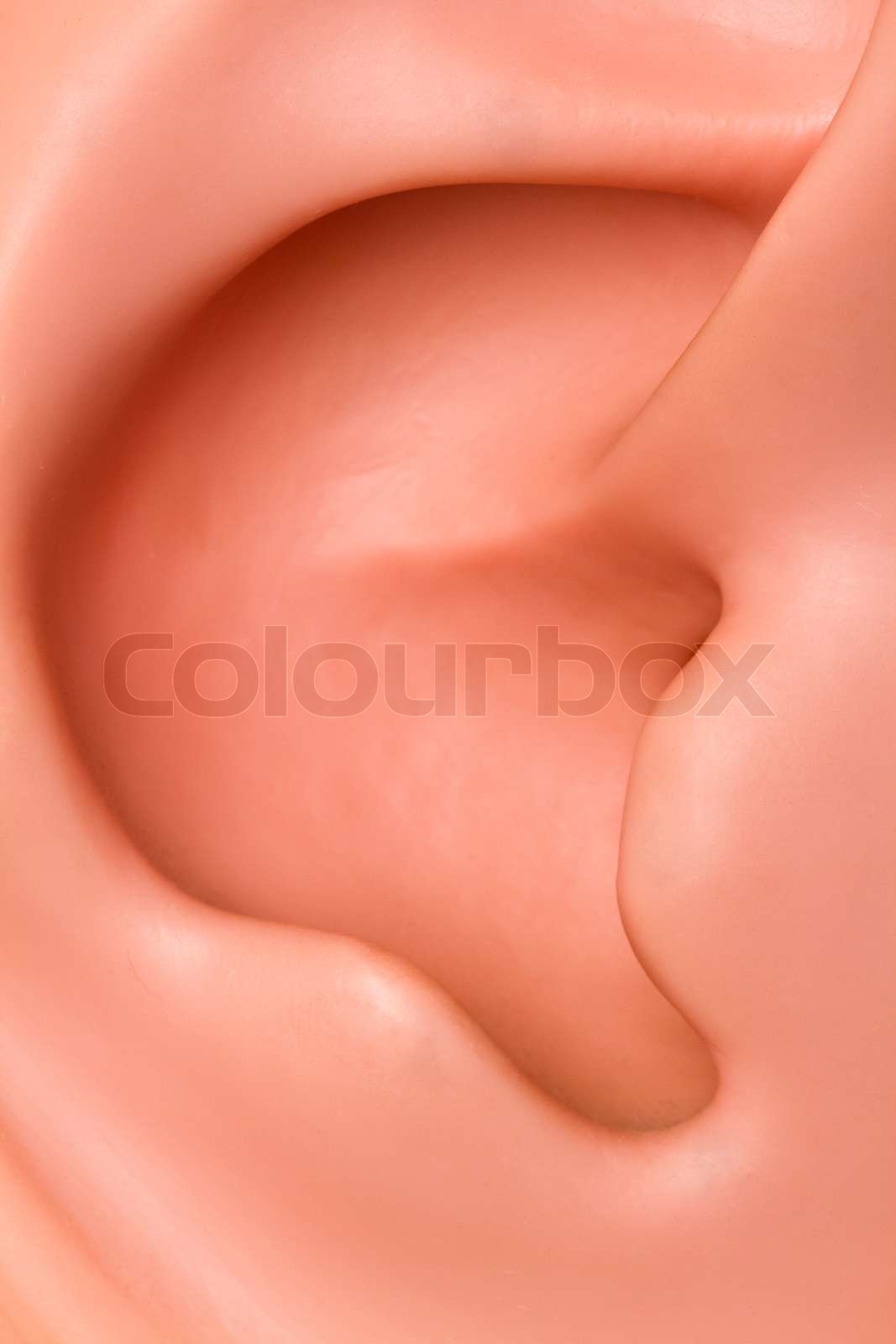 Ear conch | Stock image | Colourbox