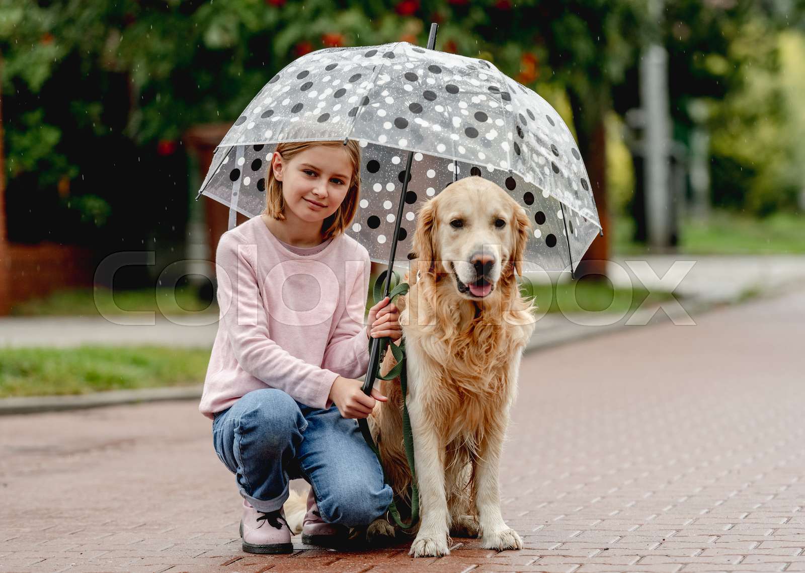 Preteen girl with golden retriever dog | Stock image | Colourbox