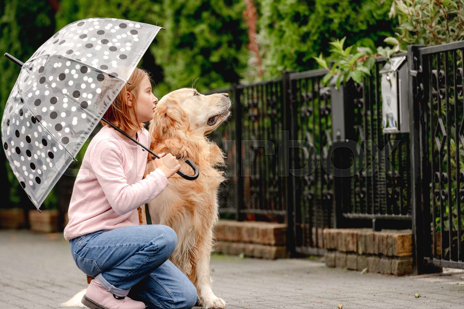 Preteen girl with golden retriever dog | Stock image | Colourbox