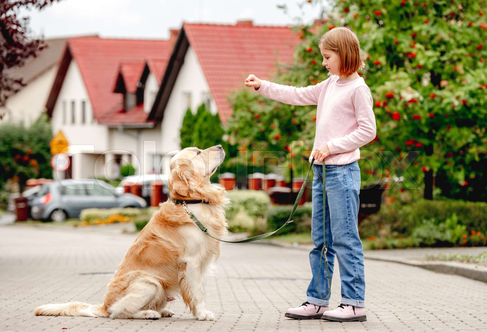 Preteen girl with golden retriever dog | Stock image | Colourbox