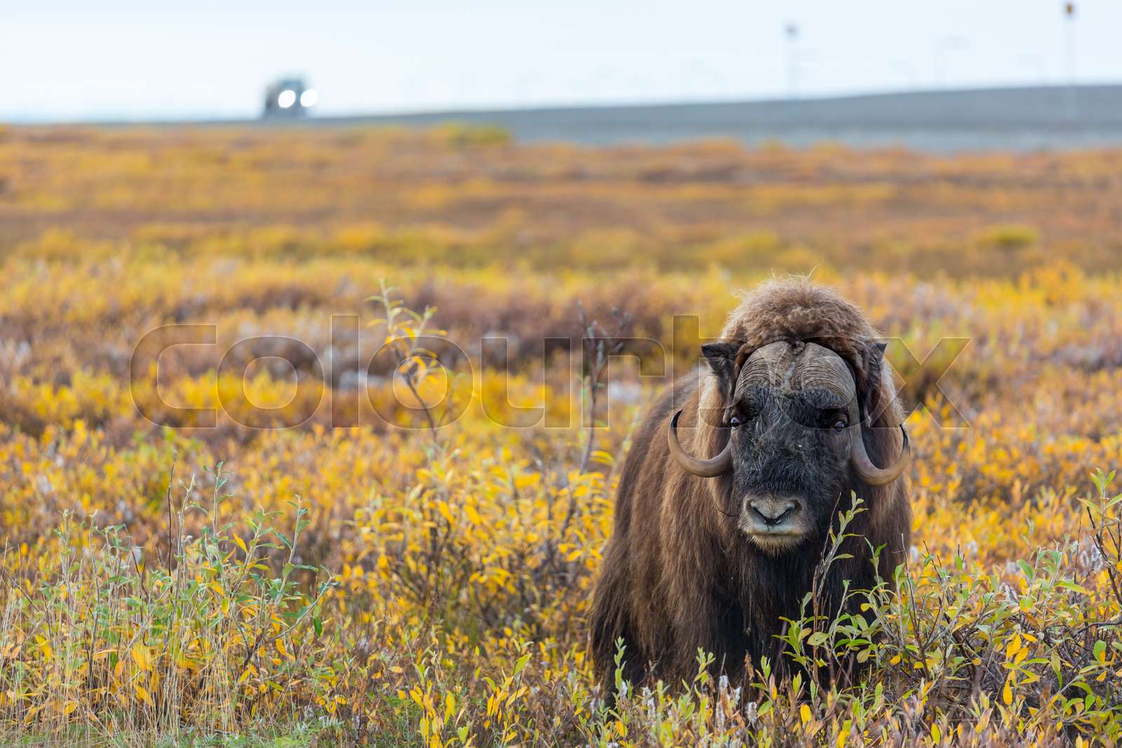 Musk ox | Stock image | Colourbox