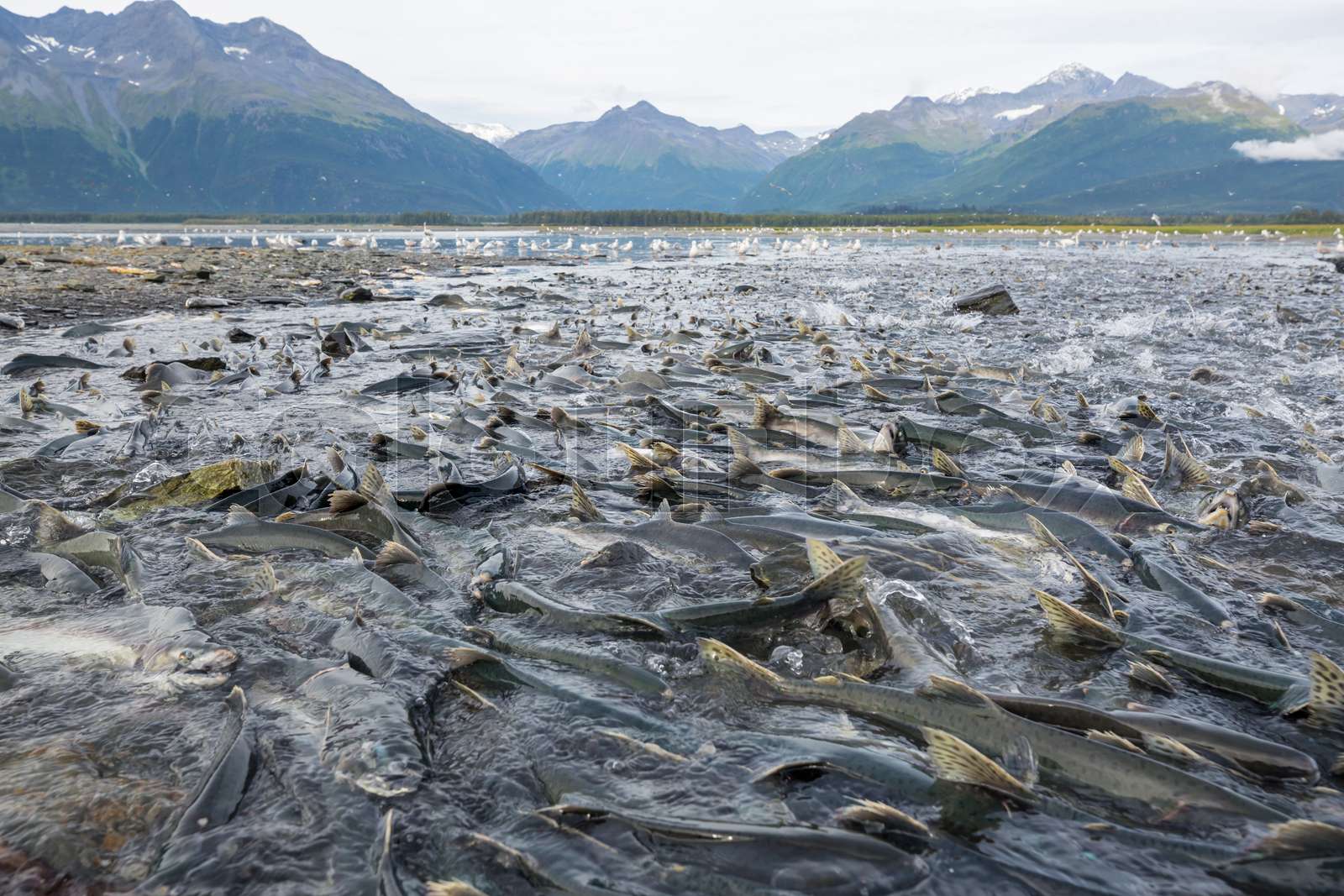 Spawning salmon | Stock image | Colourbox