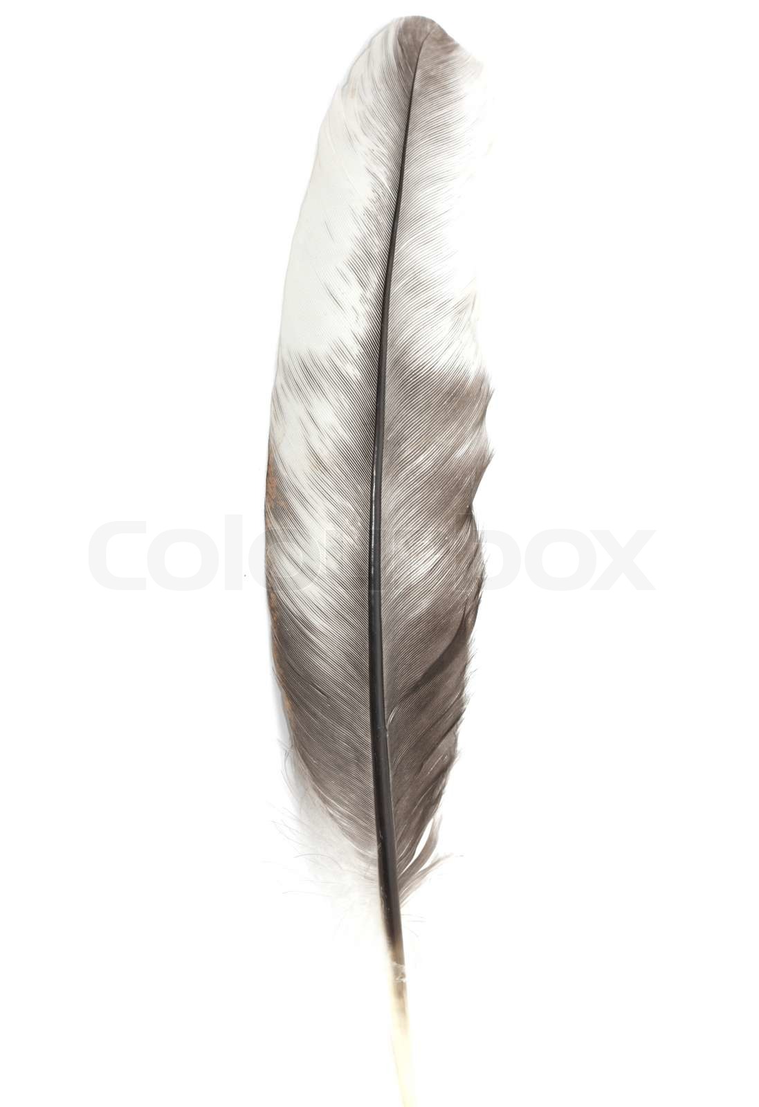 Feder auf weißem Hintergrund Makro | Stock Bild | Colourbox