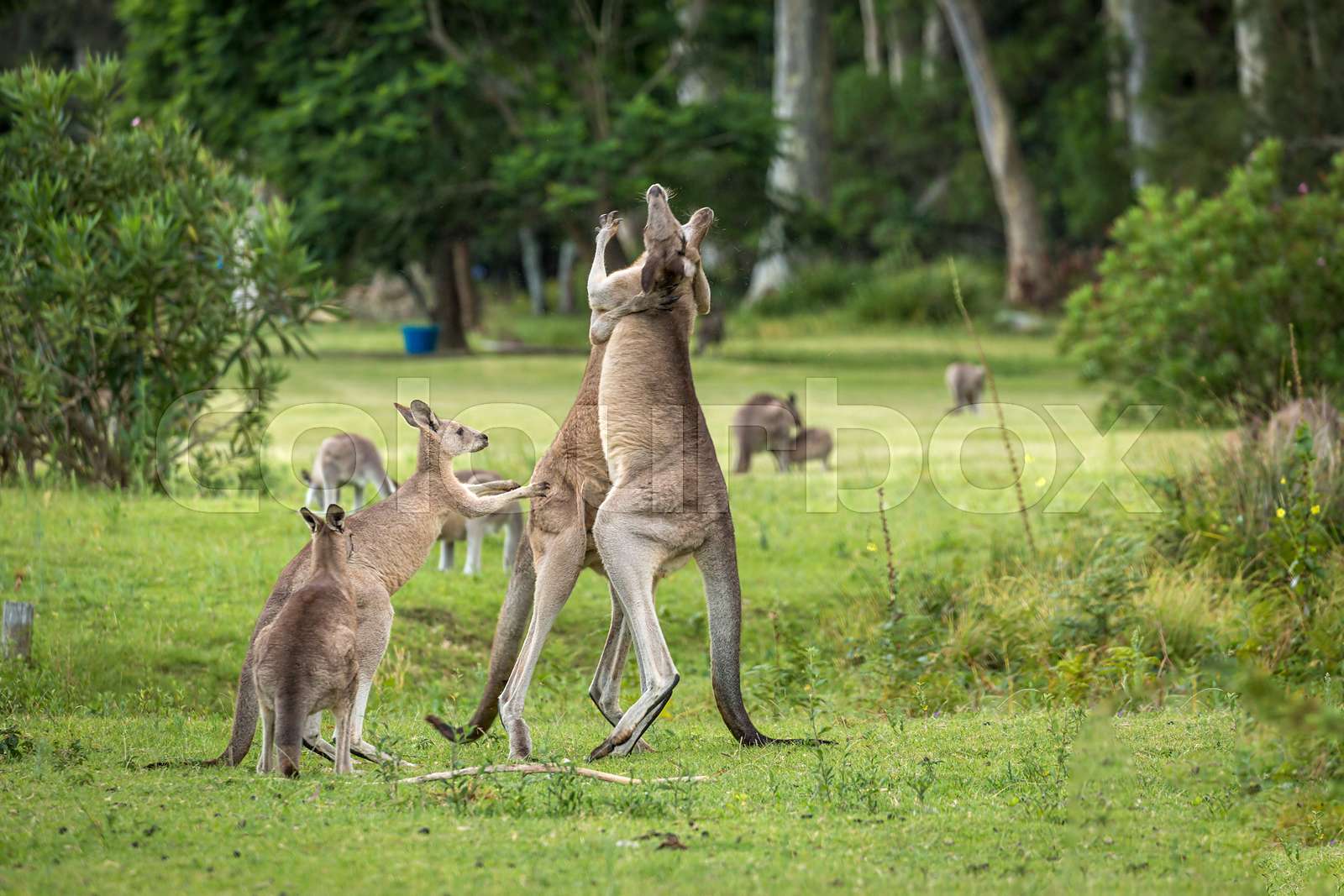 Two male kangaroos fighting | Stock image | Colourbox