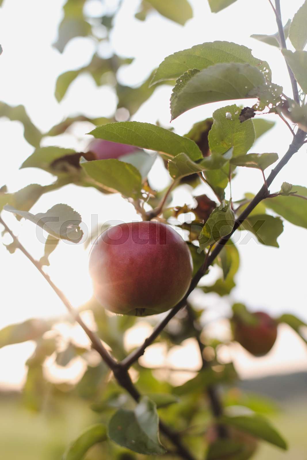 Organic apples. Fruit without chemical spraying. Autumn day. Rural ...