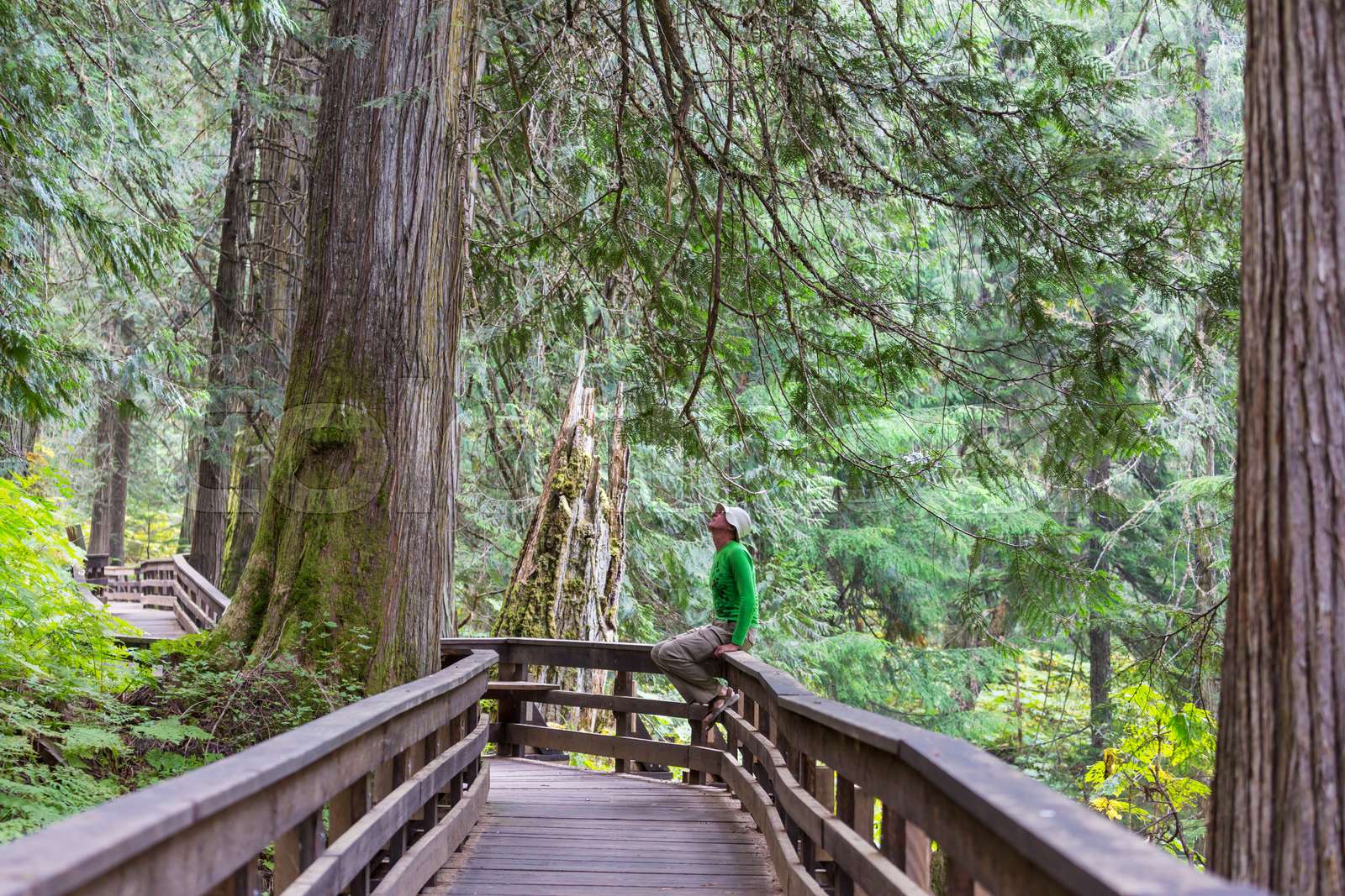 Boardwalk in the forest | Stock image | Colourbox