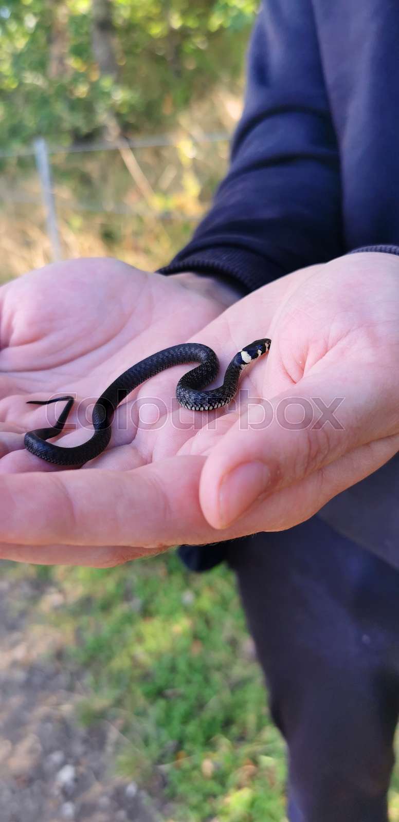 denmark, snake, young | Stock image | Colourbox