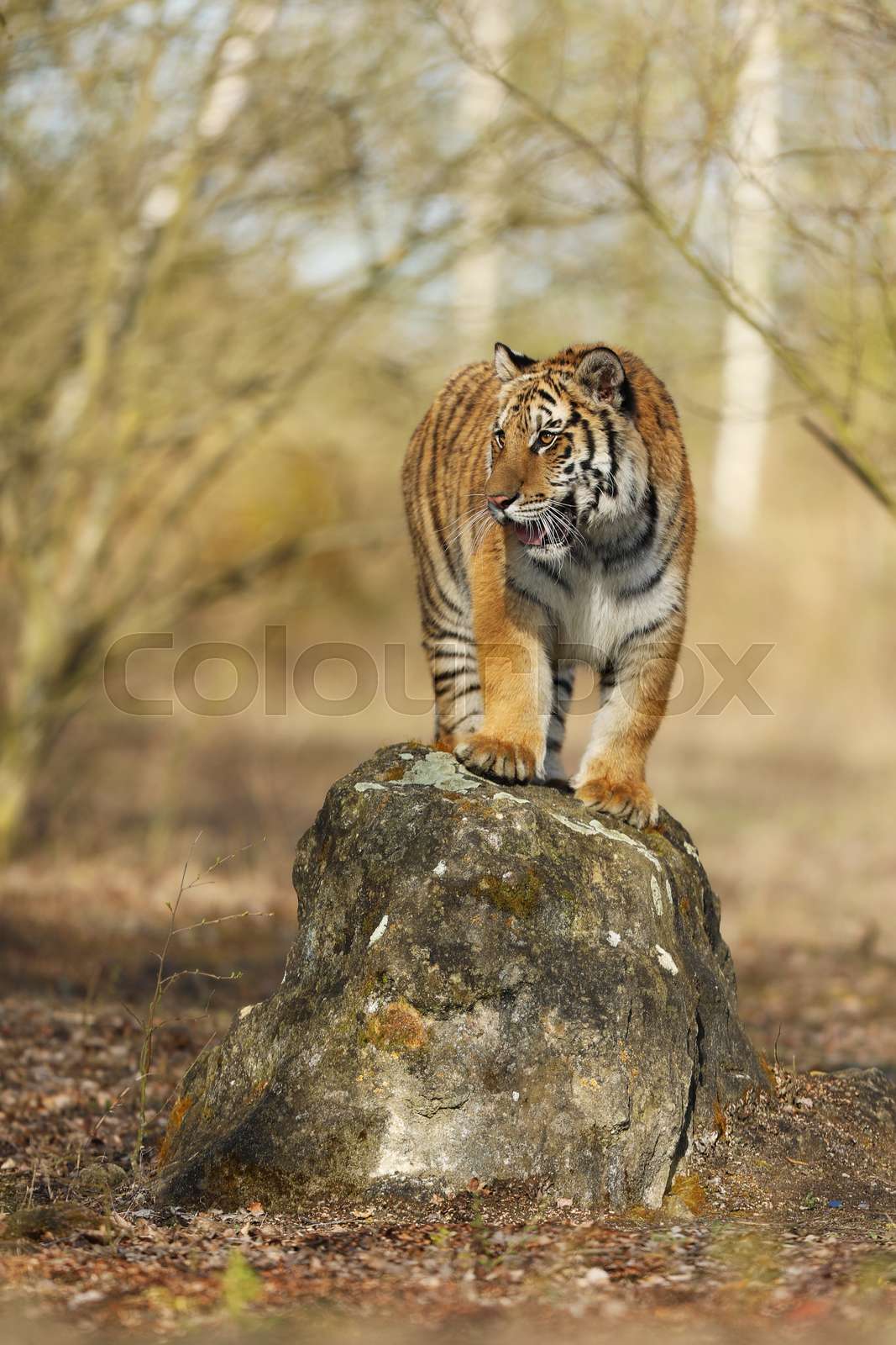 Siberian Tigers Hunting Prey