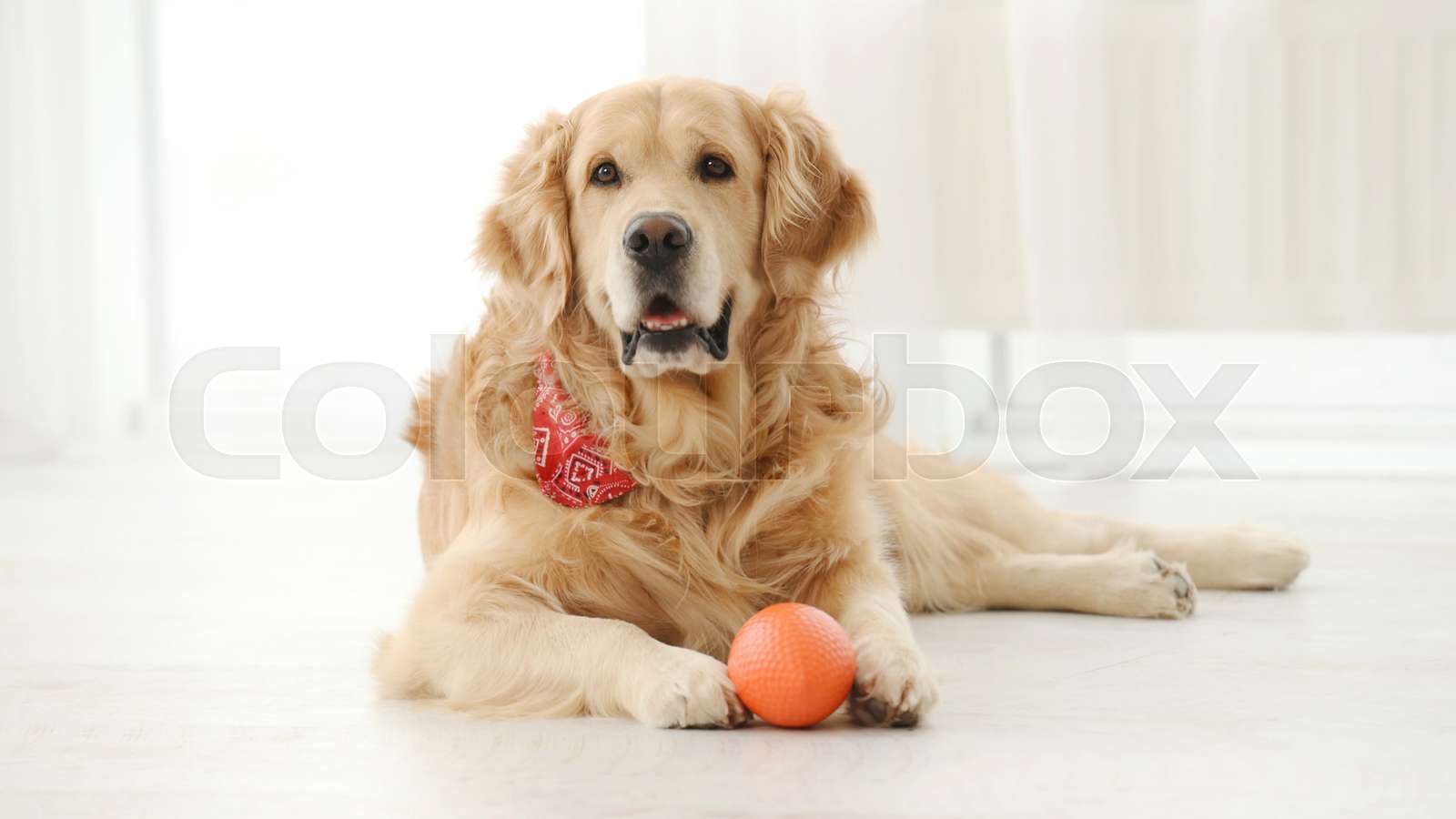 hund, freude, freundlich | Stock Bild | Colourbox