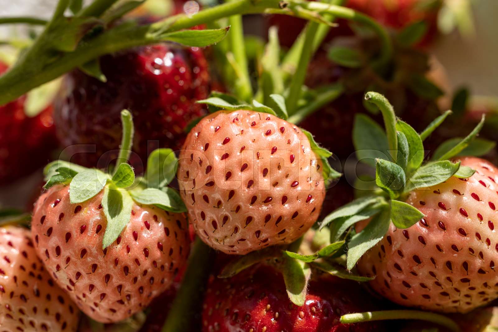 Pineberry White Dream