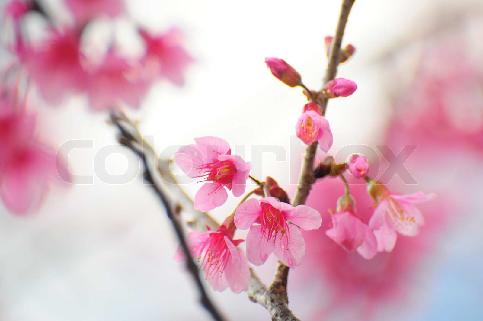 Pink Prunus cerasoides flower | Stock image | Colourbox