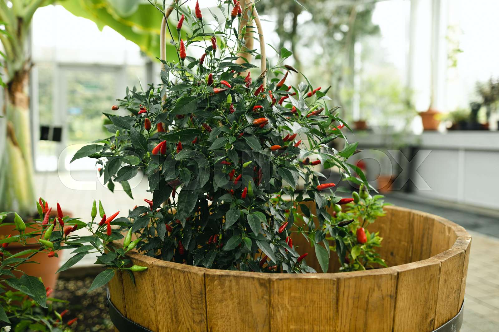 Chilli Plant In Pot