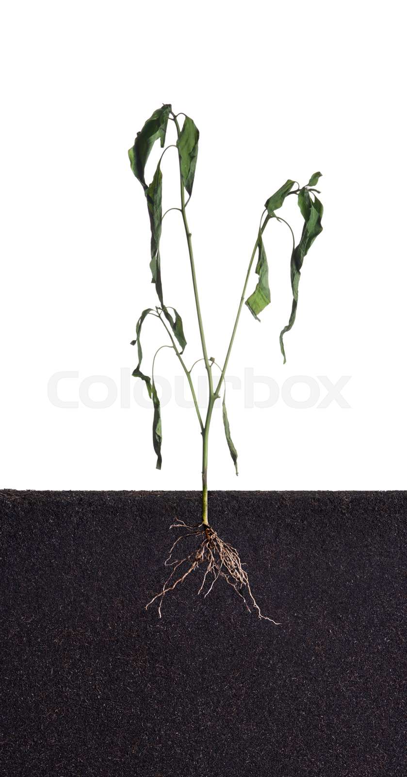 Growing plant with underground root visible,Dead plant | Stock image ...