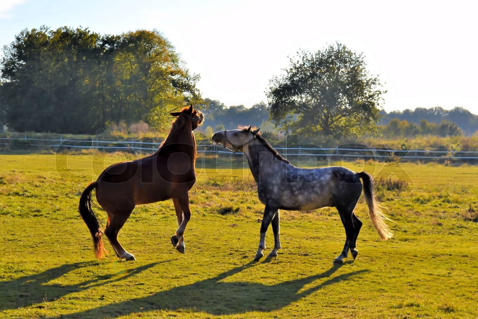 Pferde | Stock Bild | Colourbox