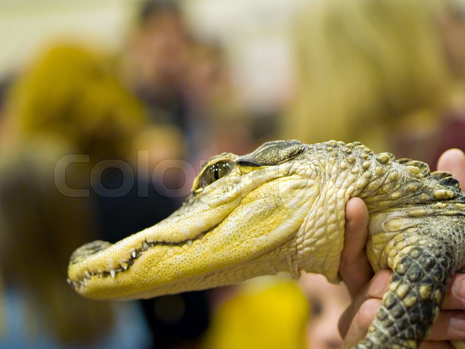 Baby Alligator Closeup Details in an Indoor Setting | Stock image ...