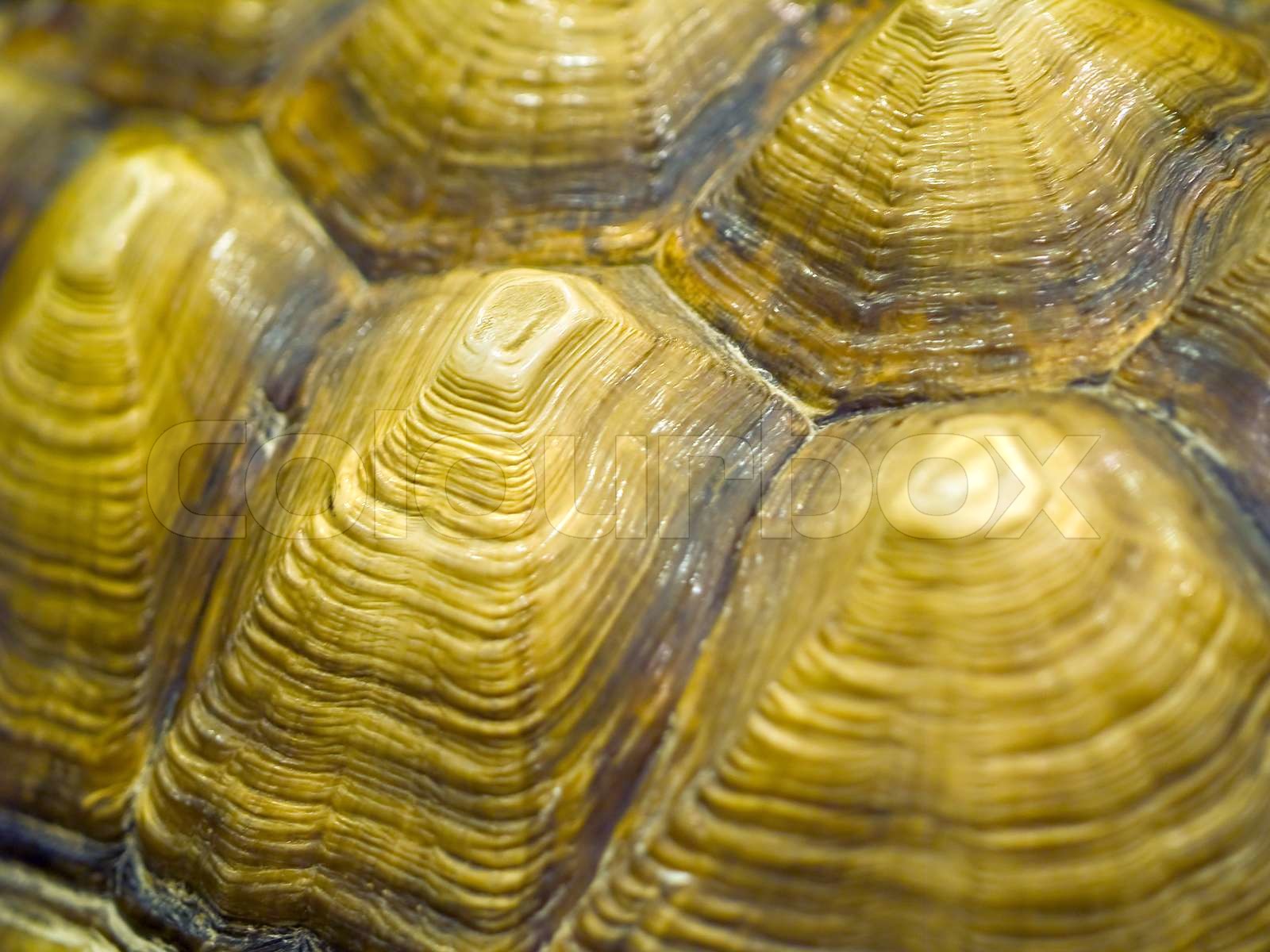 Tortoise Closeup Details in an Indoor Setting | Stock image | Colourbox