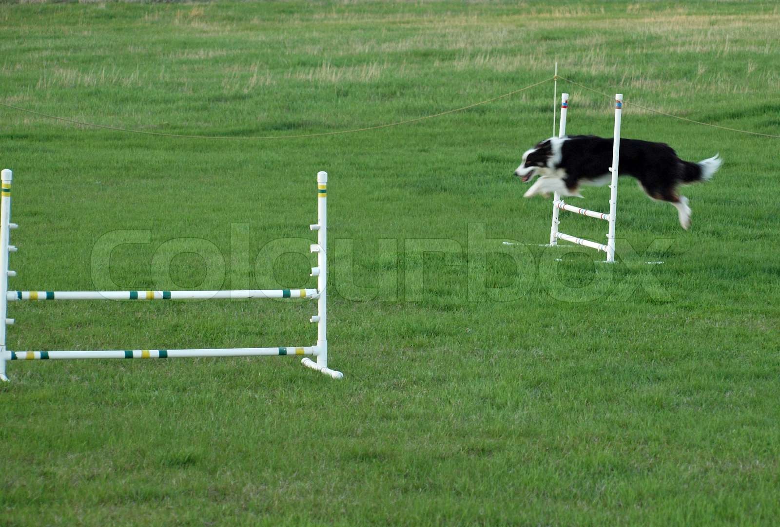 Dog Jumping at an Agility Training | Stock image | Colourbox