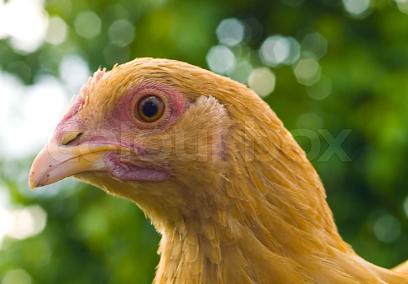 Chicken Portraits | Stock image | Colourbox