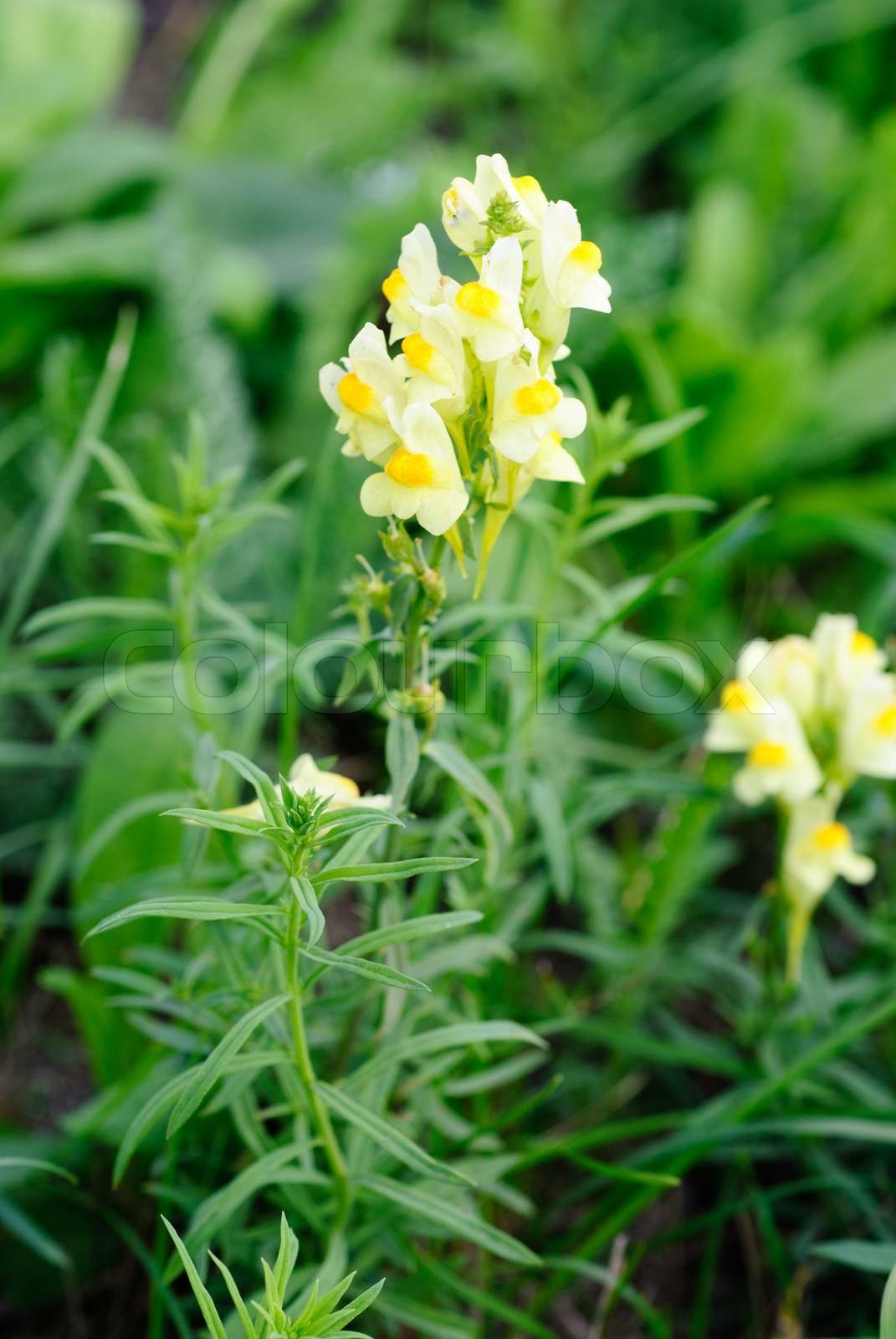 Flowering Common Toadflax, Yellow Toadflax Linaria vulgaris | Stock ...