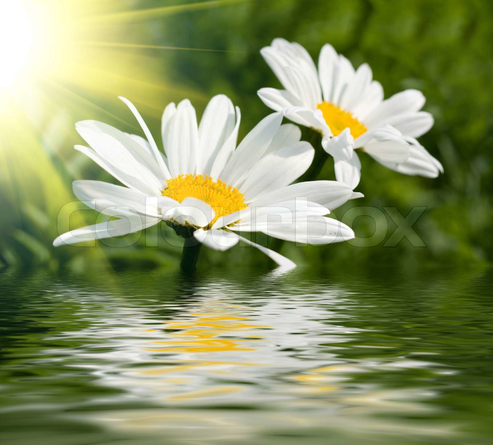 beautiful daisy | Stock image | Colourbox