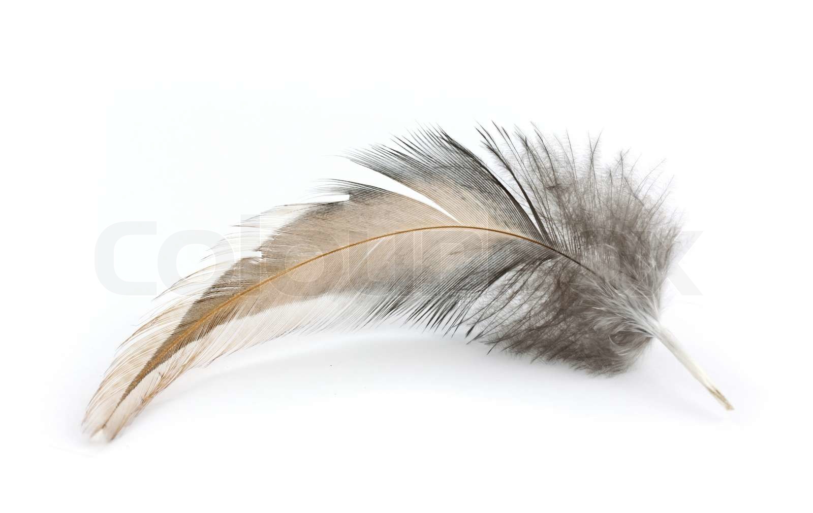 Feder | Stock Bild | Colourbox