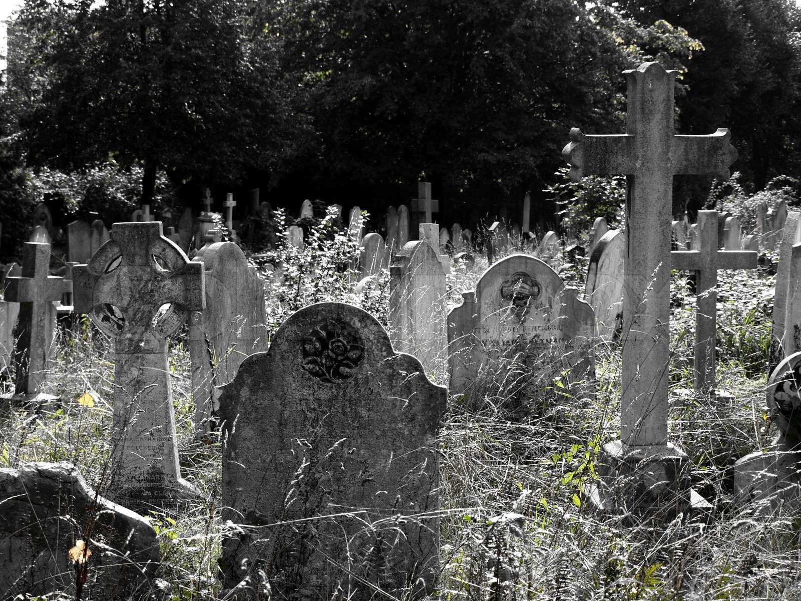 Abandonded cemetery | Stock image | Colourbox