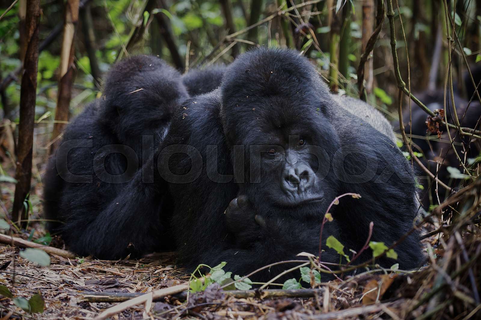 Bjerggorilla han, silverback, fra Rwanda, tænker, vild, jungle ...