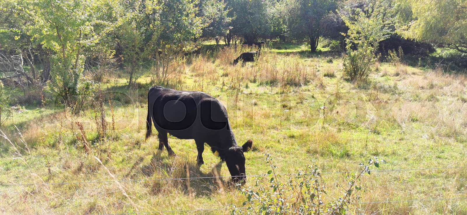 Ung sort tyr græsser på mark i efteråret | Stock foto | Colourbox